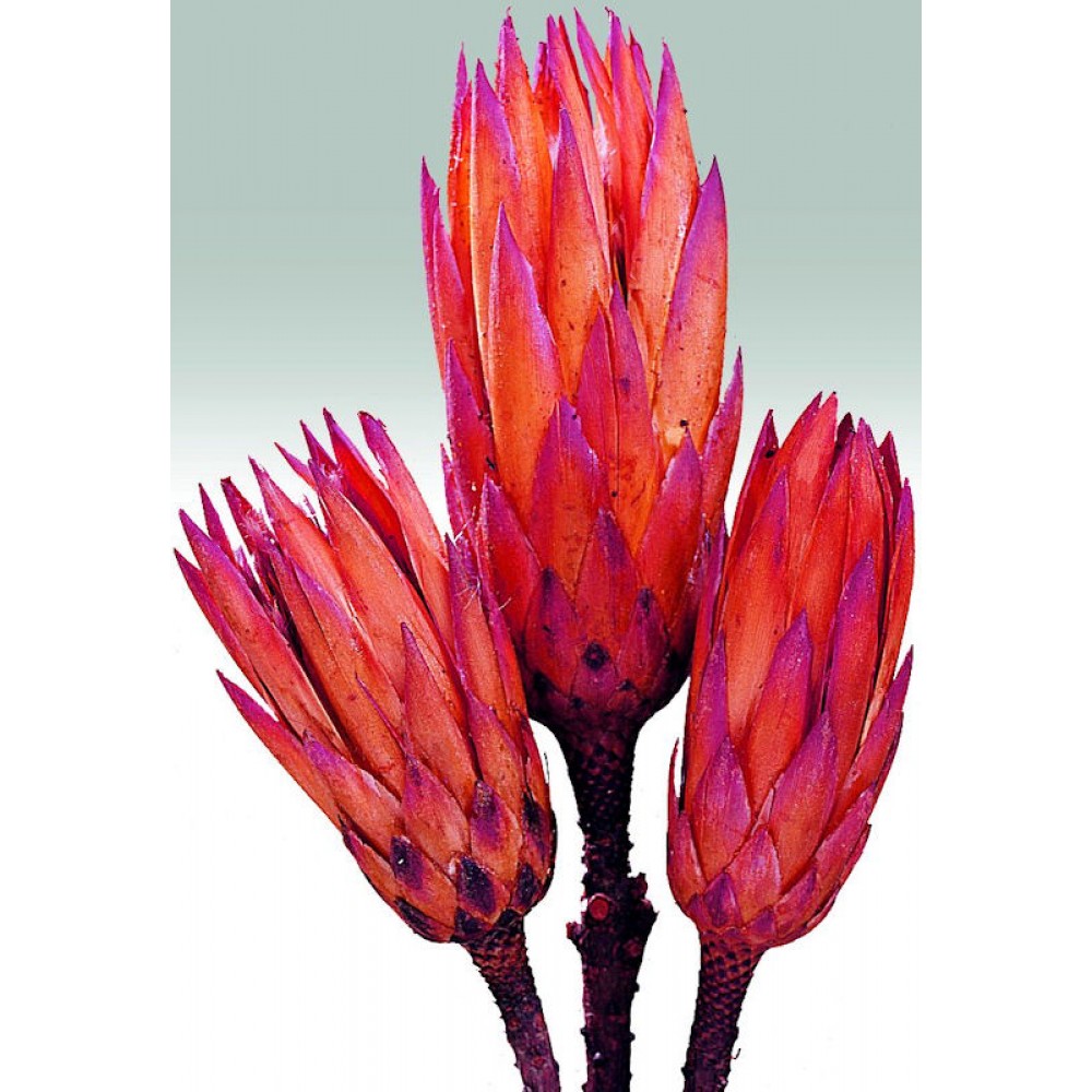 Protea Repens Natural, Protea flower