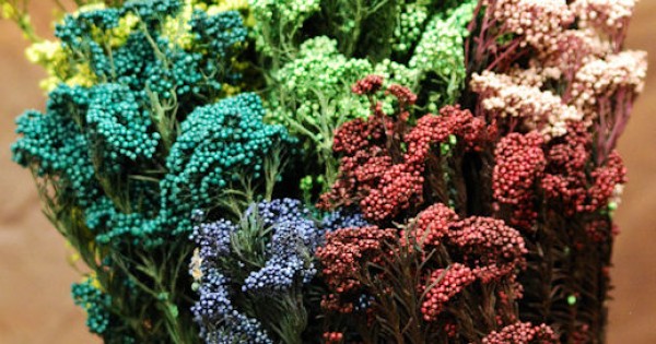 Dried Rice Flower Bunch - Colored