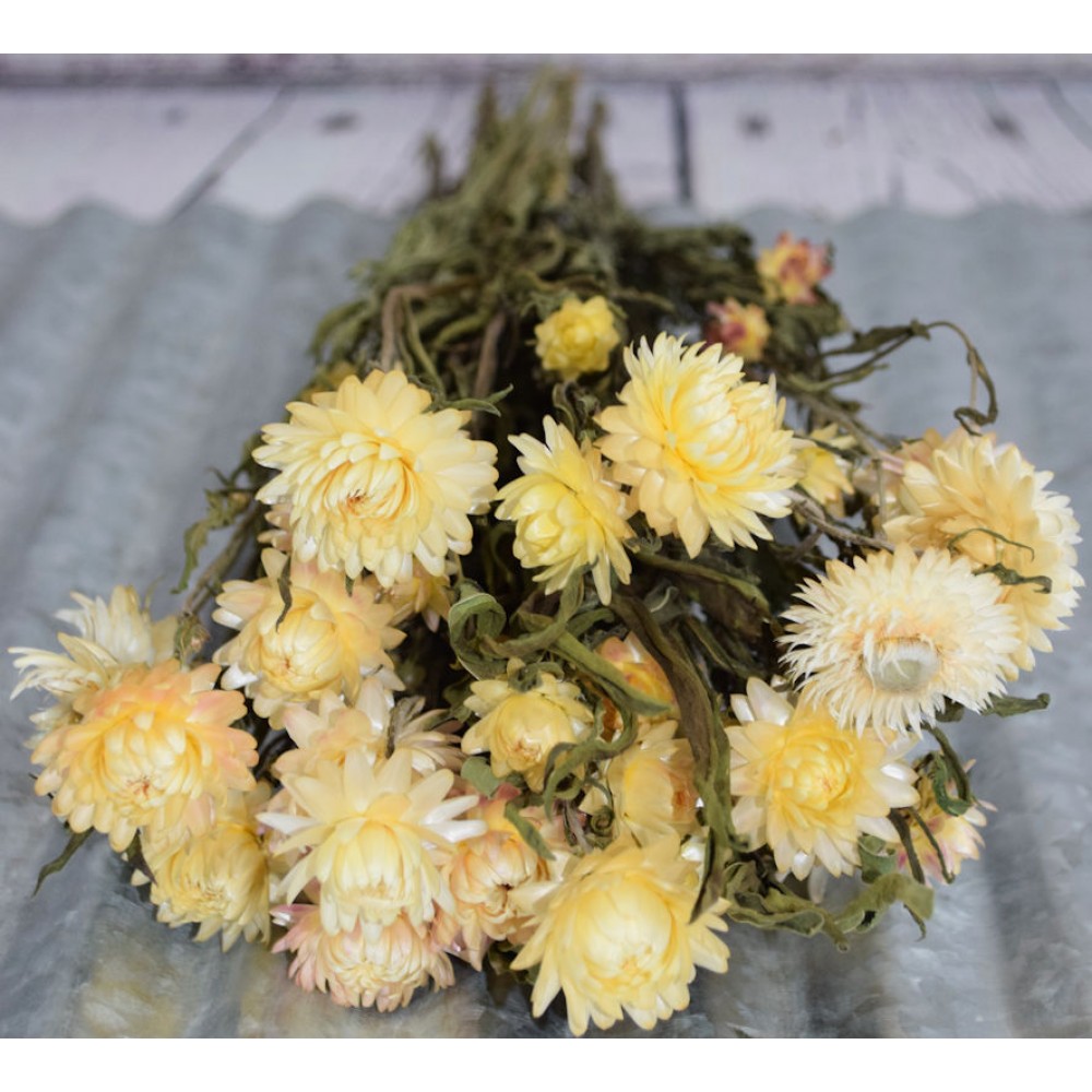Dried StrawFlowers - Straw Flower
