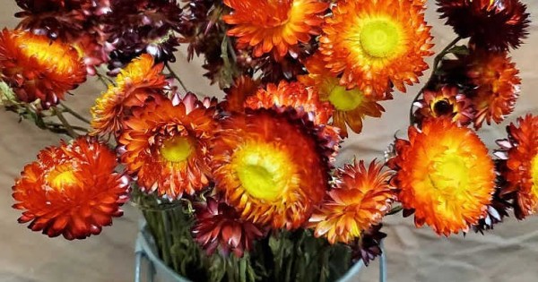 Dried StrawFlowers, Red Straw Flower