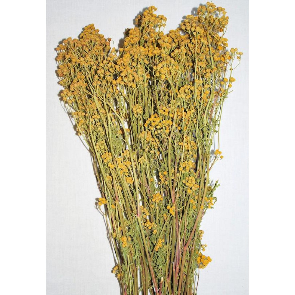 Dried Tansy Flowers - Dried Tansy Bunch
