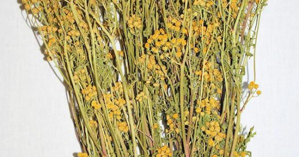 Dried Tansy Flowers - Dried Tansy Bunch