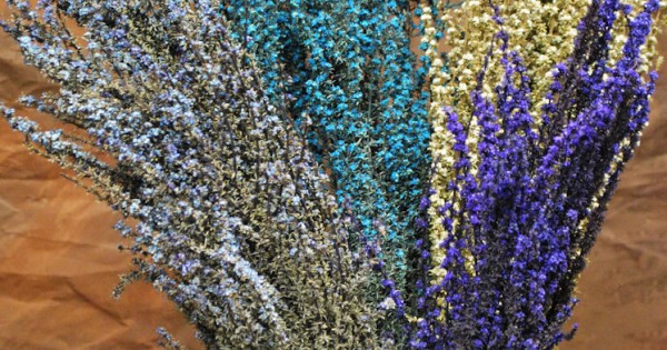 Dried Ti Tree Bunches - Great flower and filler