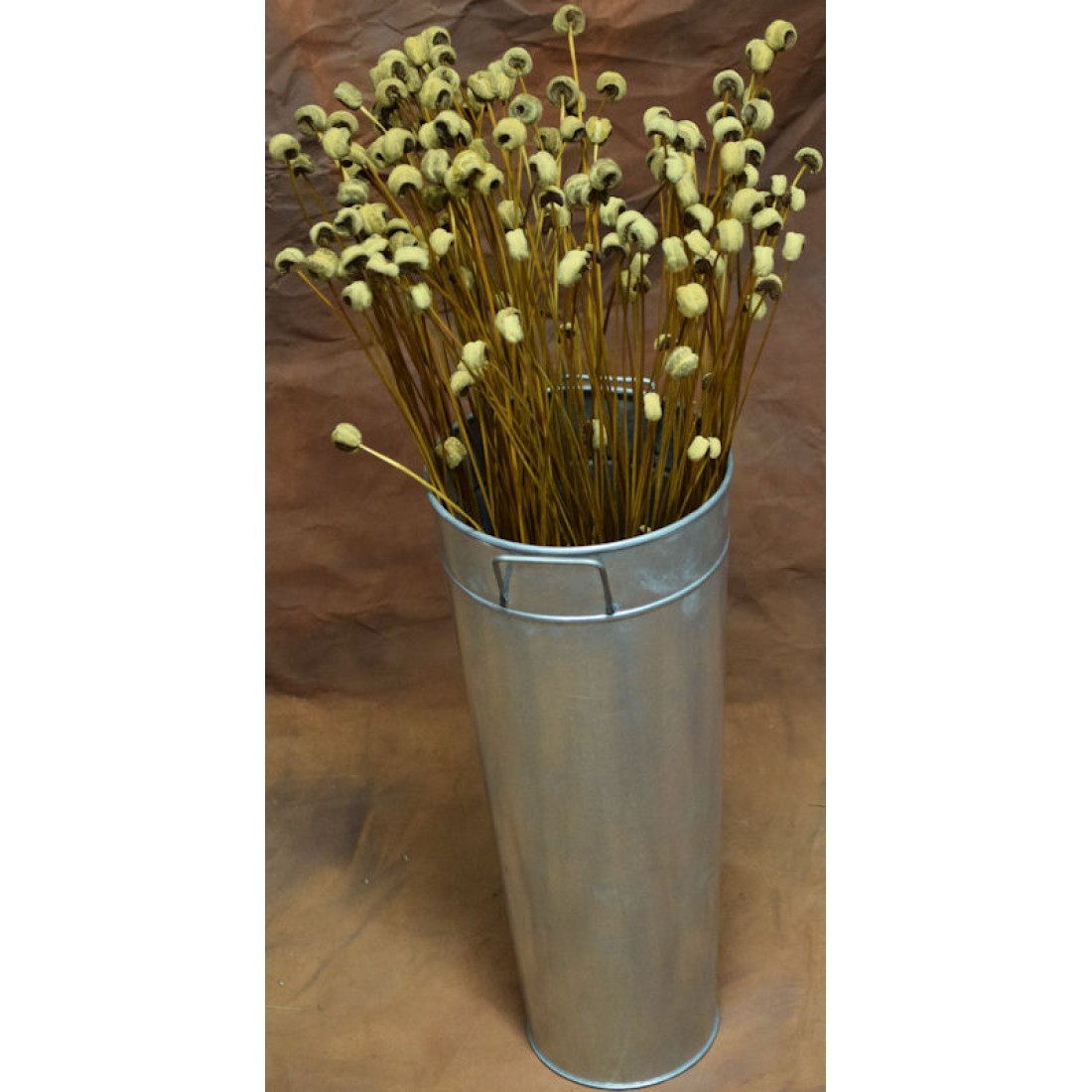 Dried Valley Buttons - Natural Color Floral Valley Buttons
