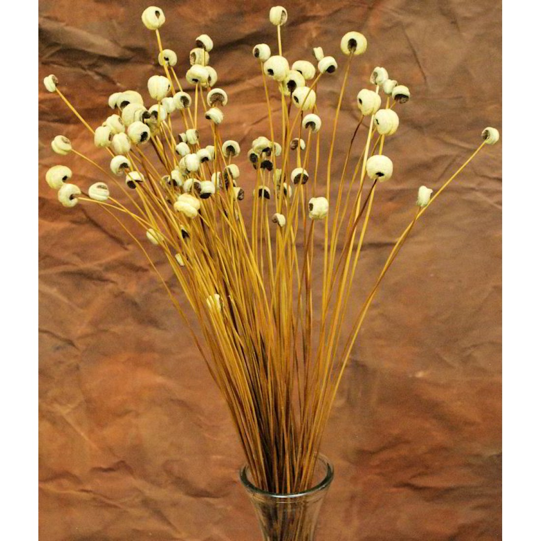 Dried Valley Buttons - Natural Color Floral Valley Buttons