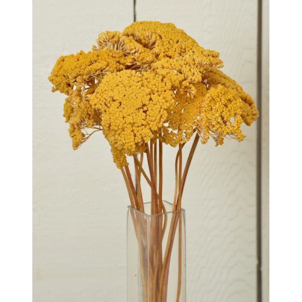 Dried Yarrow flower Bunches