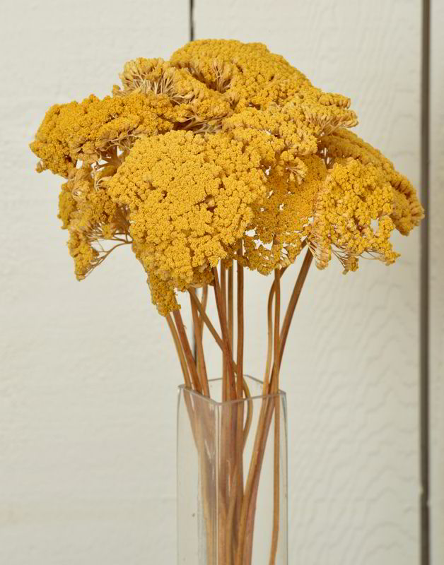 Yellow Yarrow Flower