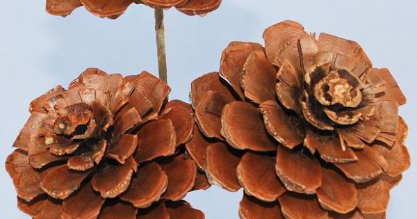 Pine Cone Roses - Stemmed or Unstemmed