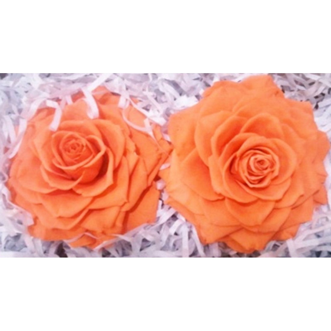 Preserved Roses - Extra Large Roses - 2 per Order - Colors