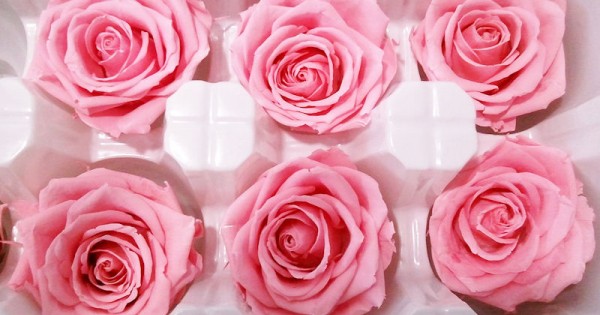 Preserved Roses - 8 Preserved Roses per Order - Colors: Red - White ...