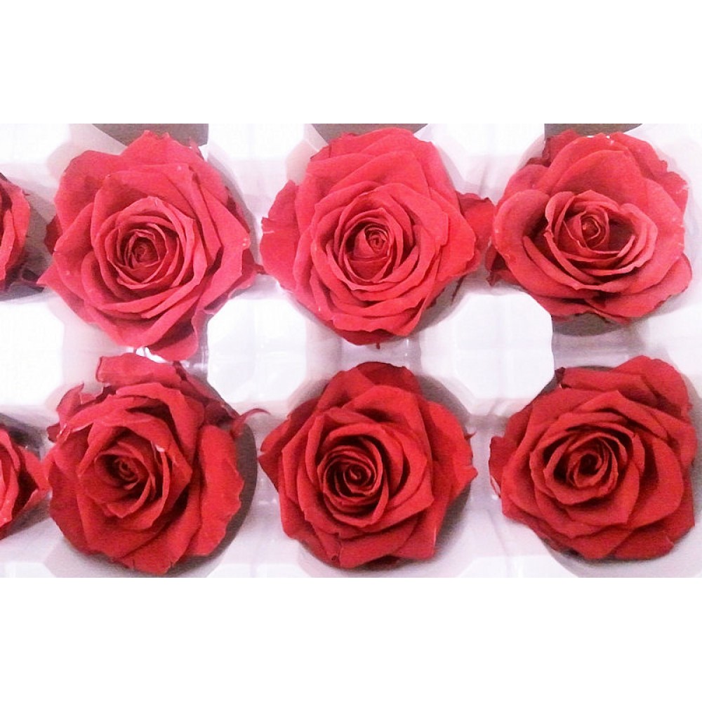 Preserved Roses - 8 Preserved Roses per Order - Colors: Red - White ...