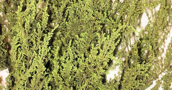 Dried Sweet Annie Flower Bunch - Dried Sweet Annie