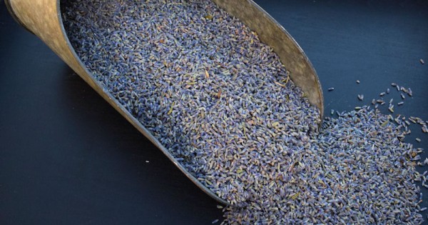 Super Blue Lavender Buds | Very Blue Lavender Flowers | Organic and ...