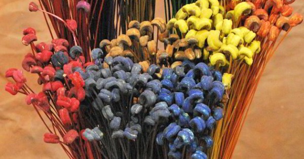 Dried Valley Buttons - Colors