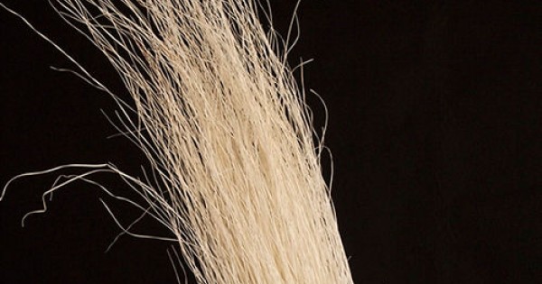 Dried Dune Grass - Bleached White