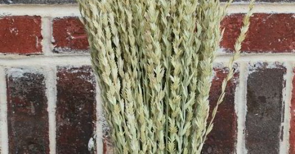 Dried Fan Grass - Arrow Grass