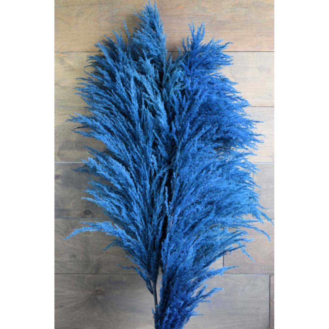 Dried Pampas Grass - Blue Color Pampas Grass