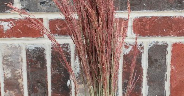 Dried Ruby Red Silk Grass
