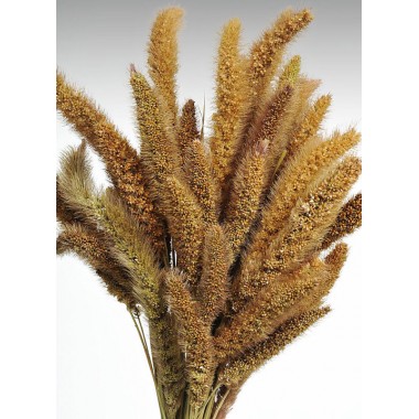 Dried Seteria Grass - Foxtail millet - Dried Decorative Setaria Grass