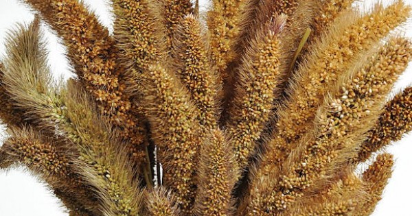 Dried Seteria Grass - Setaria Grass - Color Foxtail Millet