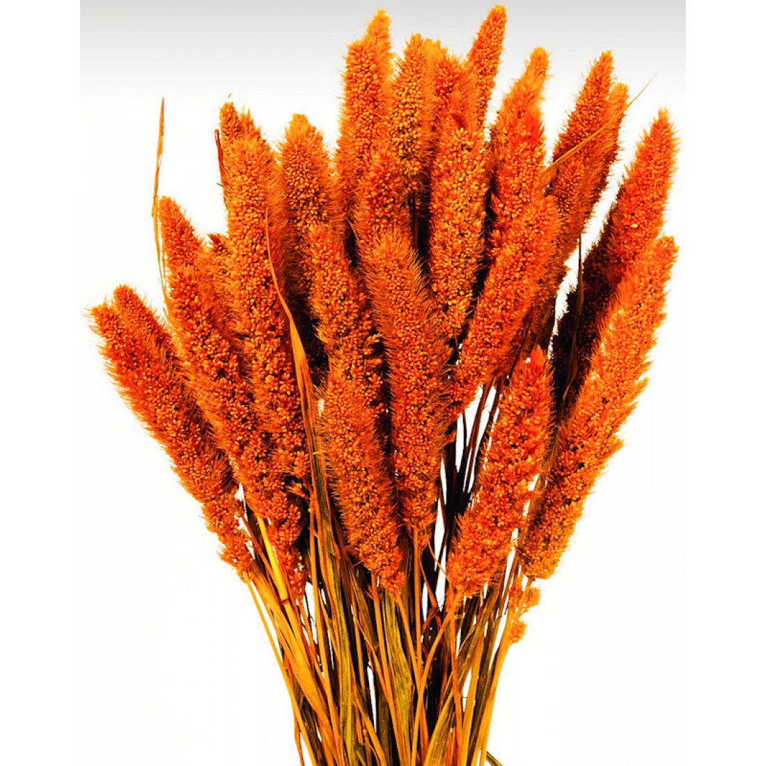 Dried Seteria Grass - Setaria Grass - Color Foxtail Millet