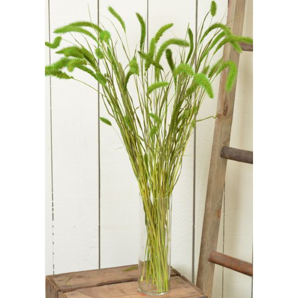 Dried Seteria Grass - Setaria Grass - Color Foxtail Millet