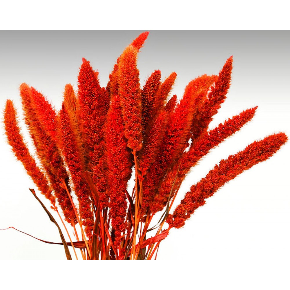 Dried Seteria Grass - Setaria Grass - Color Foxtail Millet