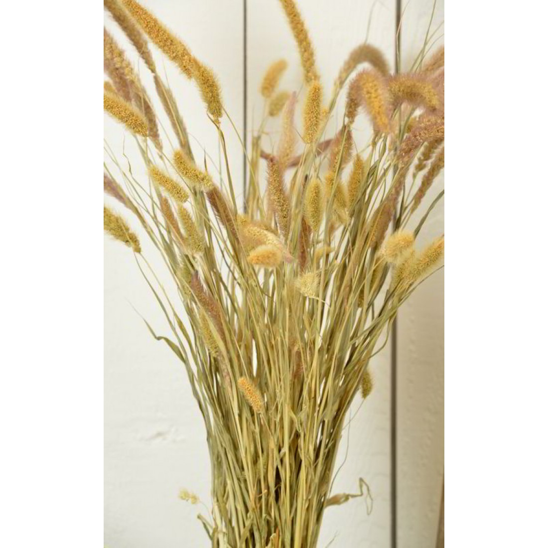 Dried Seteria Grass - Foxtail millet - Dried Decorative Setaria Grass