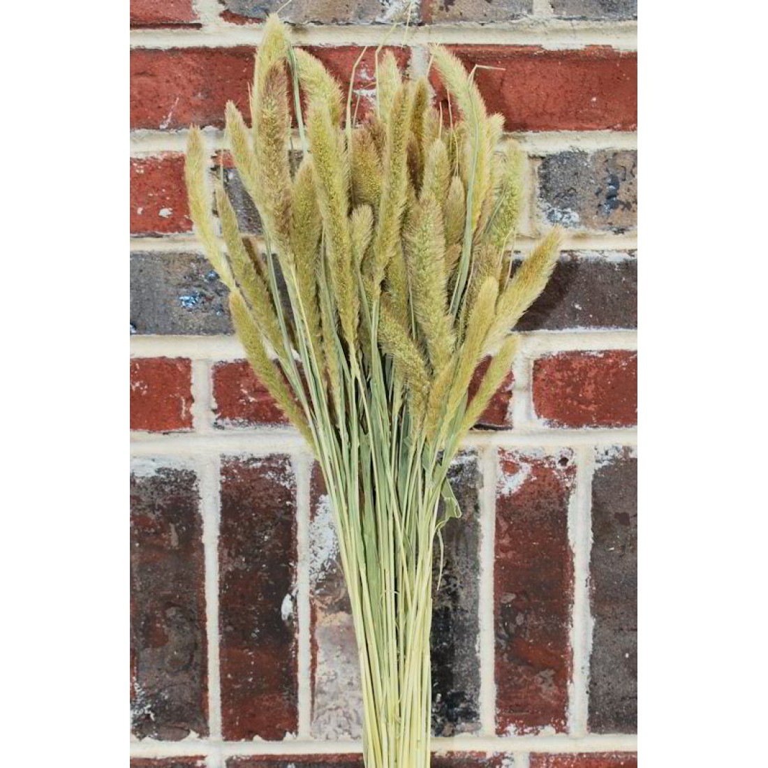 Dried Seteria Grass - Foxtail millet - Dried Decorative Setaria Grass