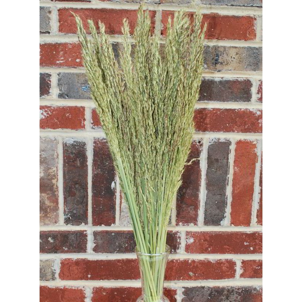 Dried Sudan Grass - Dried Decorative Grass