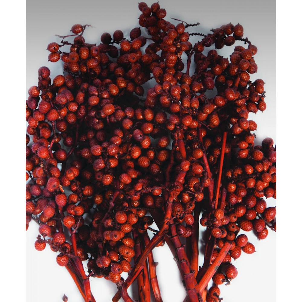 Dried Canella Berries - Decorative Bunch