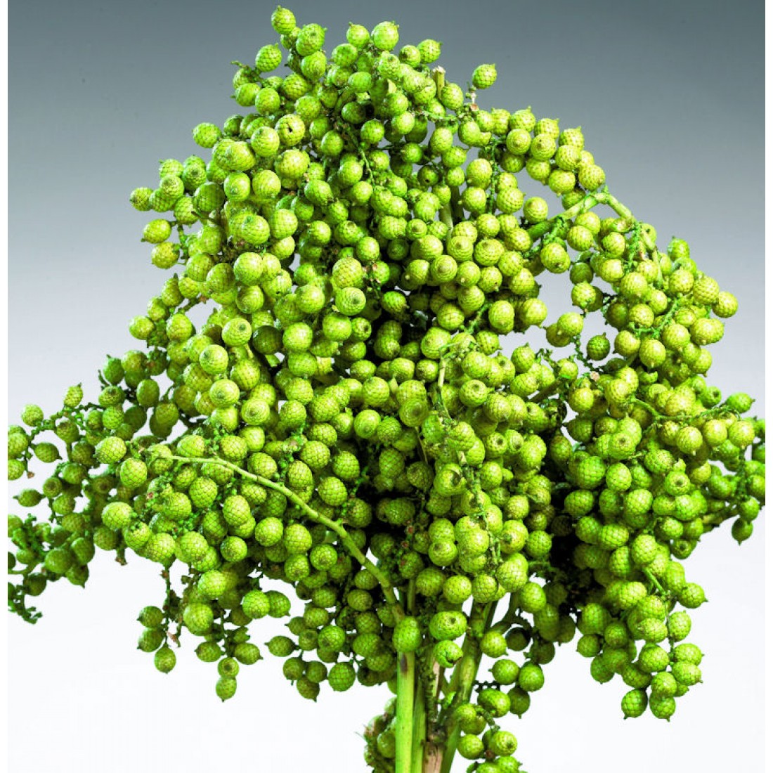 Dried Canella Berries - Decorative Bunch