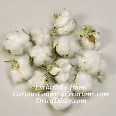 Dried Cotton Stalks