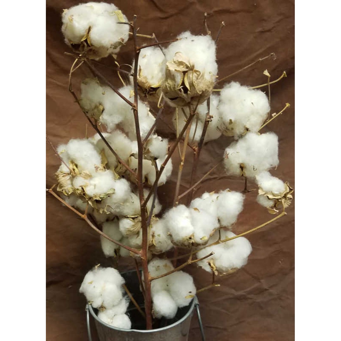 Dried Cotton Stalks