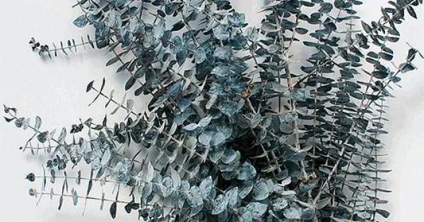 Preserved Eucalyptus Branches - Blue