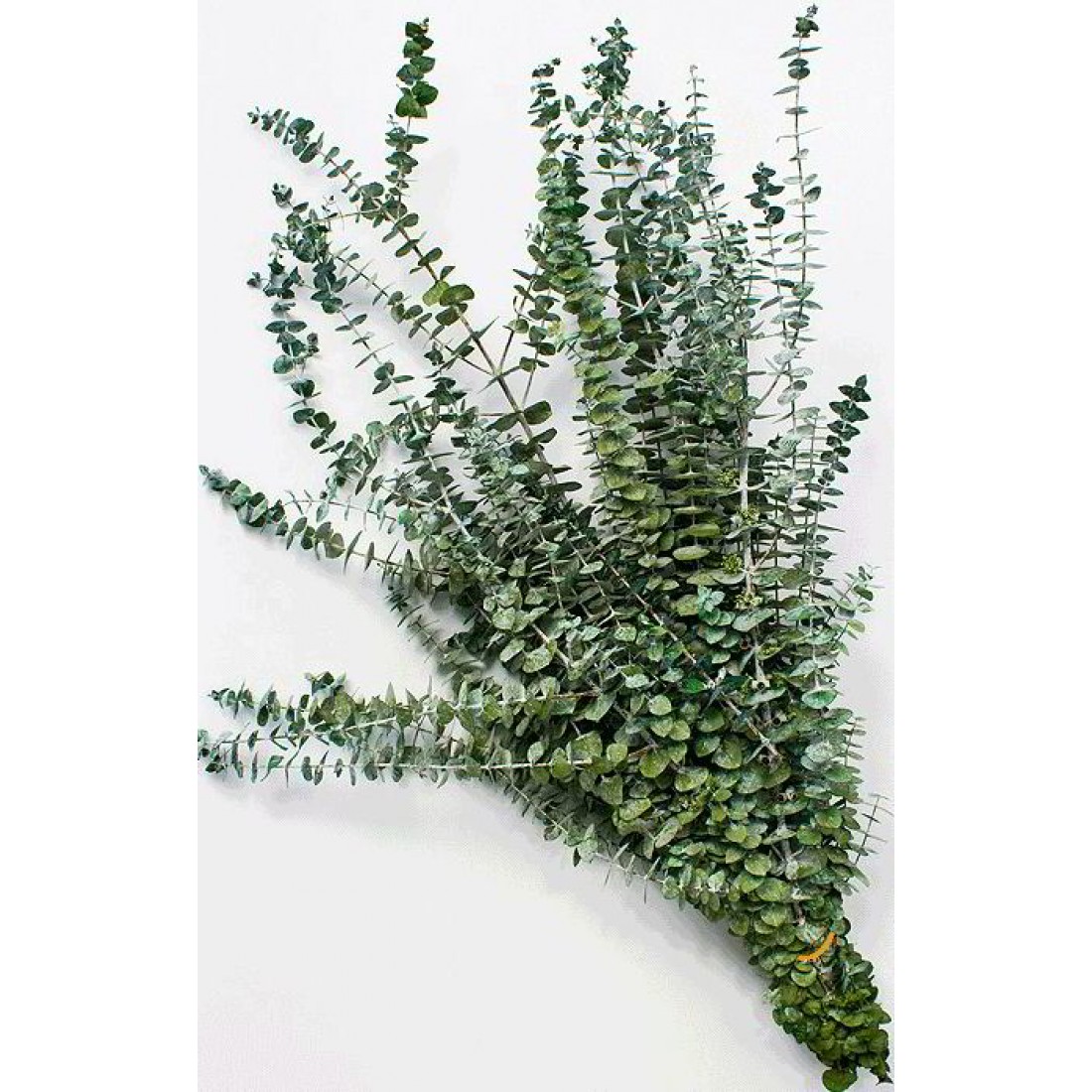 Preserved Eucalyptus Branches | Kiwi Green Eucalyptus | Eucalyptus Branches