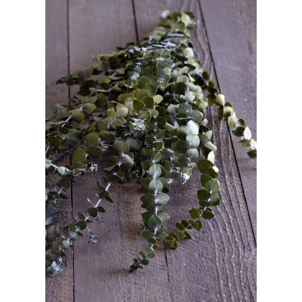 Preserved Eucalyptus Branches | Kiwi Green Eucalyptus | Eucalyptus Branches