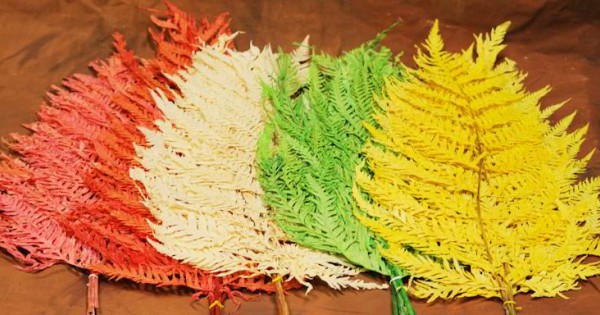 Dried Italian Fern Fronds - Large Size