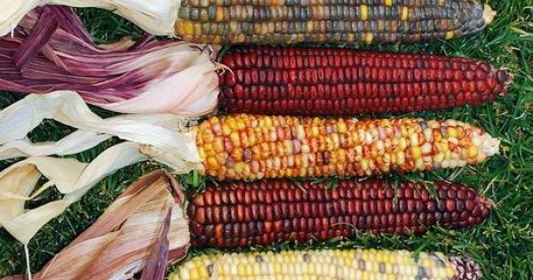 Navajo Corn