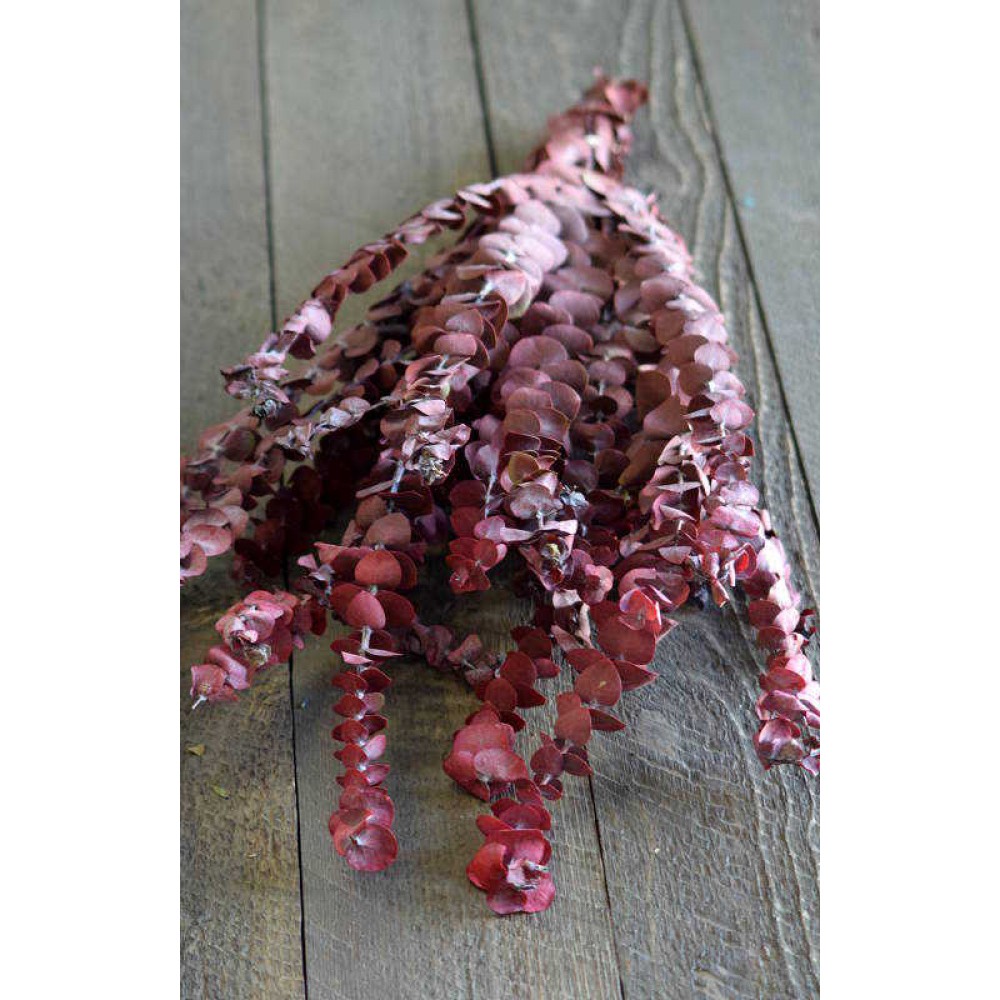 Red Preserved Eucalyptus Branches for sale