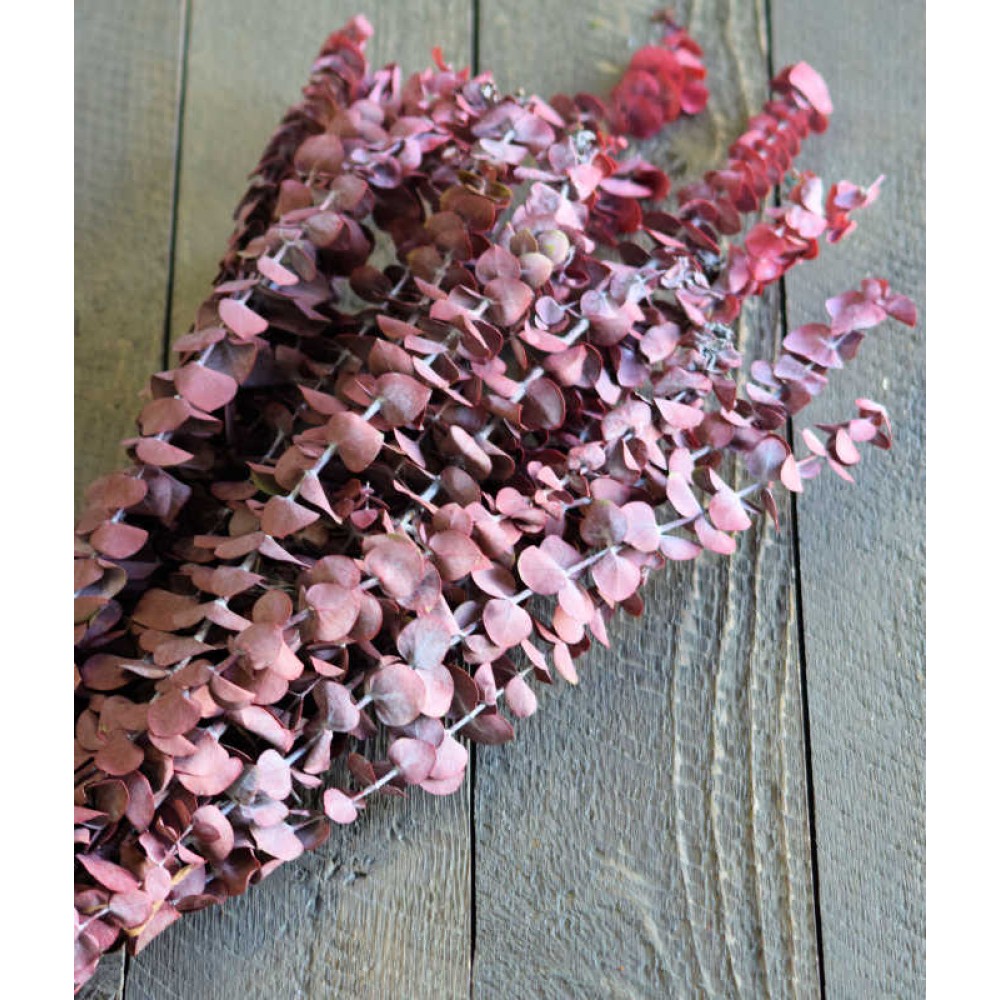 Red Preserved Eucalyptus Branches for sale