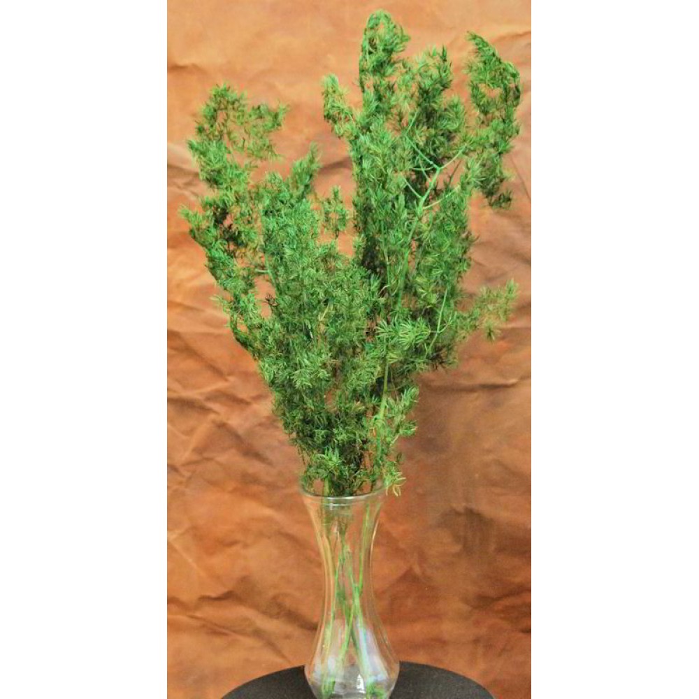 Dried Springerii Fern Bunch | Dried Asparagus Sprengerii