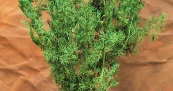 Dried Springerii Fern Bunch | Dried Asparagus Sprengerii