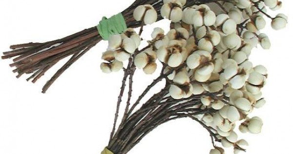 Dried Tallow Berries - Decorative Tallow Berries
