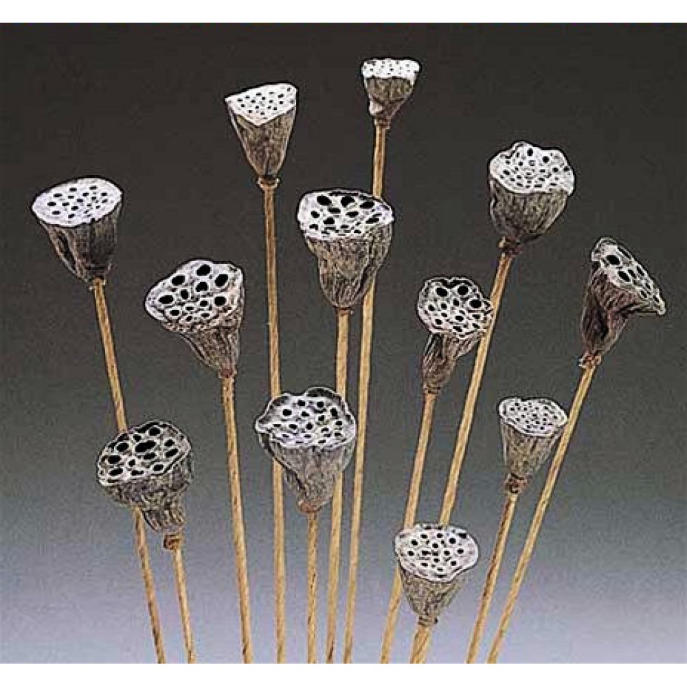 Mini Lotus Pods on Stems - Mini Lotus pods per bunch