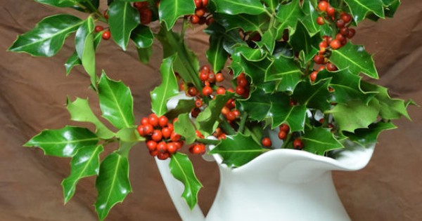 Preserved Fresh Holly Branches