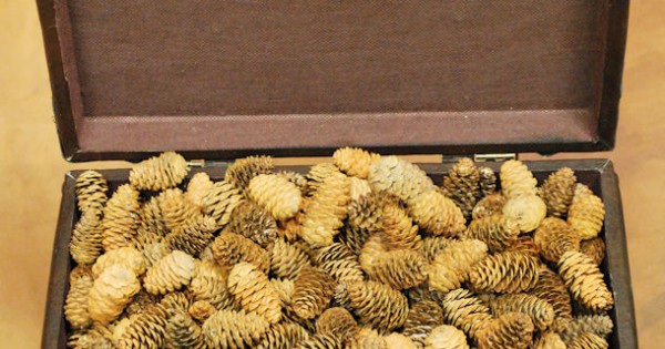 Black Hills Spruce Cones - Very Small Cones