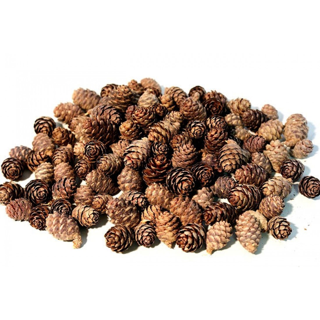 Black Spruce Cones - Very Small Cones