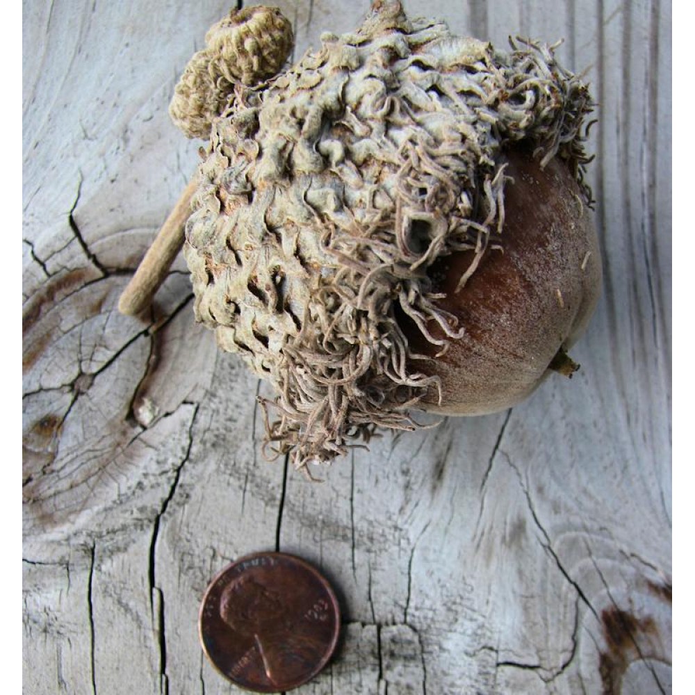 Bur Oak Acorns | Large Acorns | Acorn Decorations