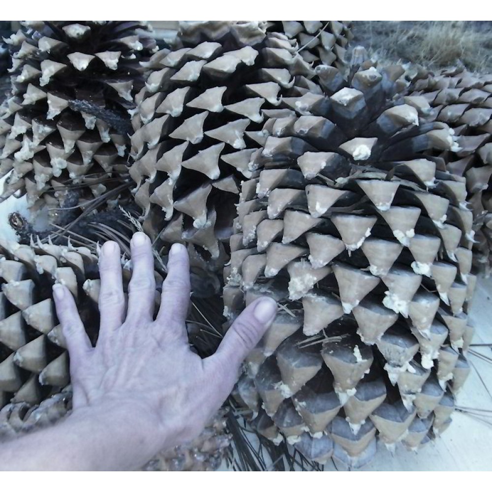 Gigantic Coulter Pine Cones, Very Large Decorative Pine cones, Digger ...